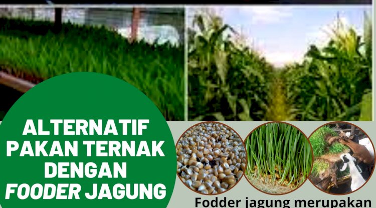 Sukses Beternak Menggunakan Fooder Jagung - Kabupaten Klaten