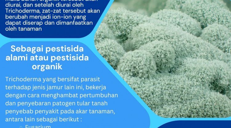 Lawan Penyakit Jamur Tanaman Dengan Jamur Trichoderma - Kabupaten Klaten