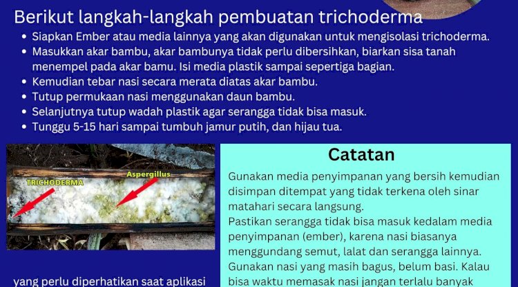Mudah, Begini Langkah Pembuatan Trichoderma - Kabupaten Klaten
